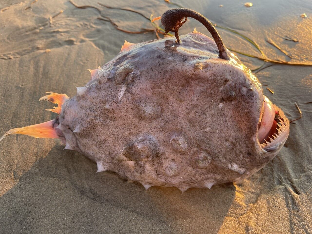 18 Cutthroat Trout Facts - Facts.net