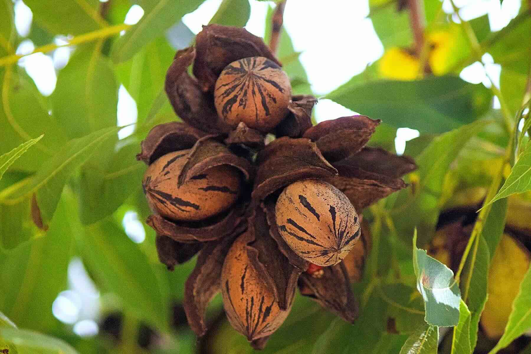 36 Facts About Pecans Facts 36 Facts About Pecans Facts