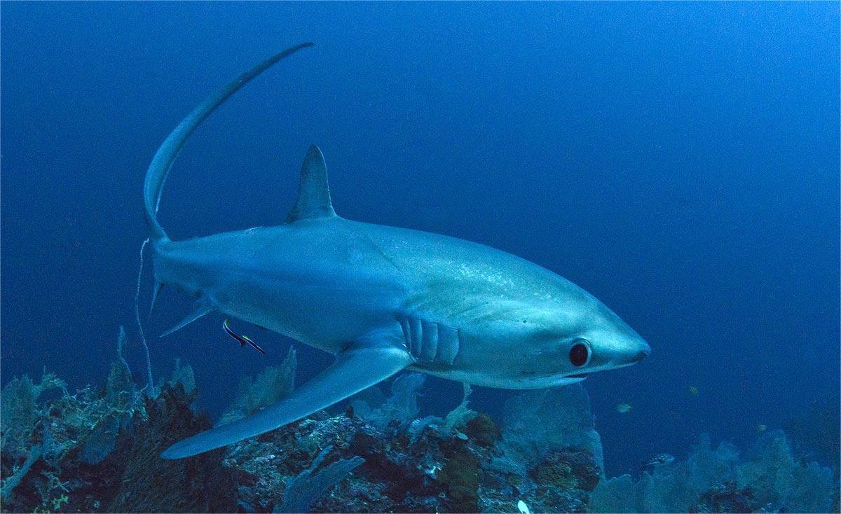 29 Facts About Pelagic Thresher Shark 