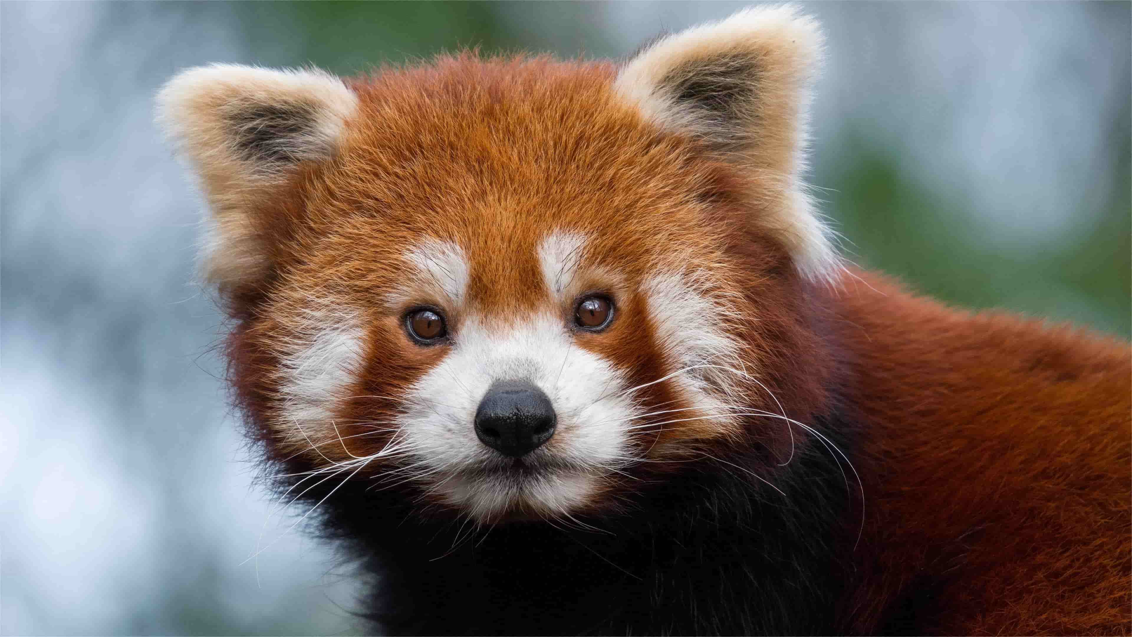 33 Facts About Red Panda Facts